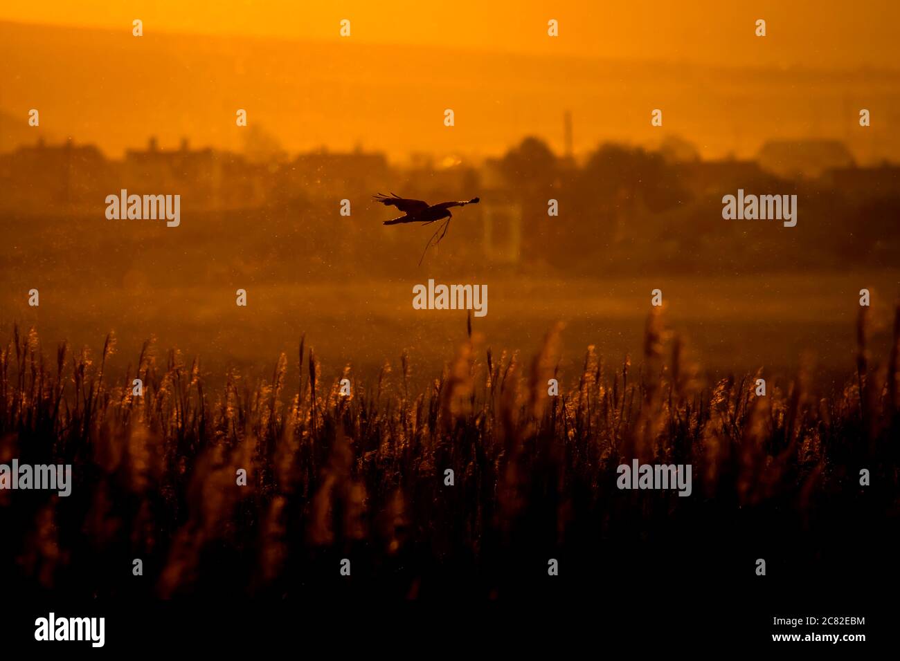 Sunset nature and birds. Sunset colors background Stock Photo - Alamy