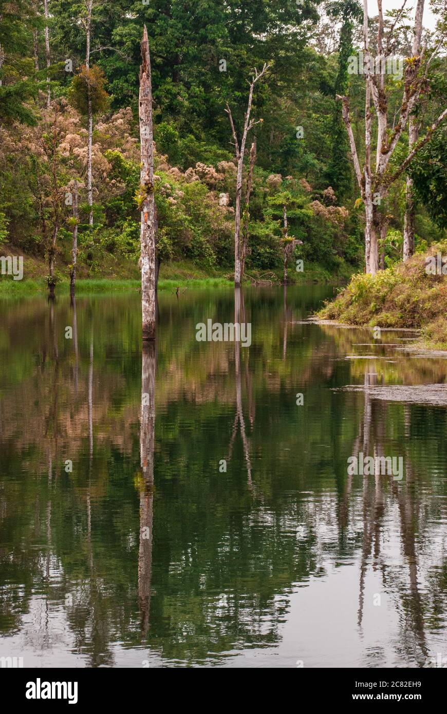 Reflections of flowering trees in a river in Costa Rica Stock Photo - Alamy