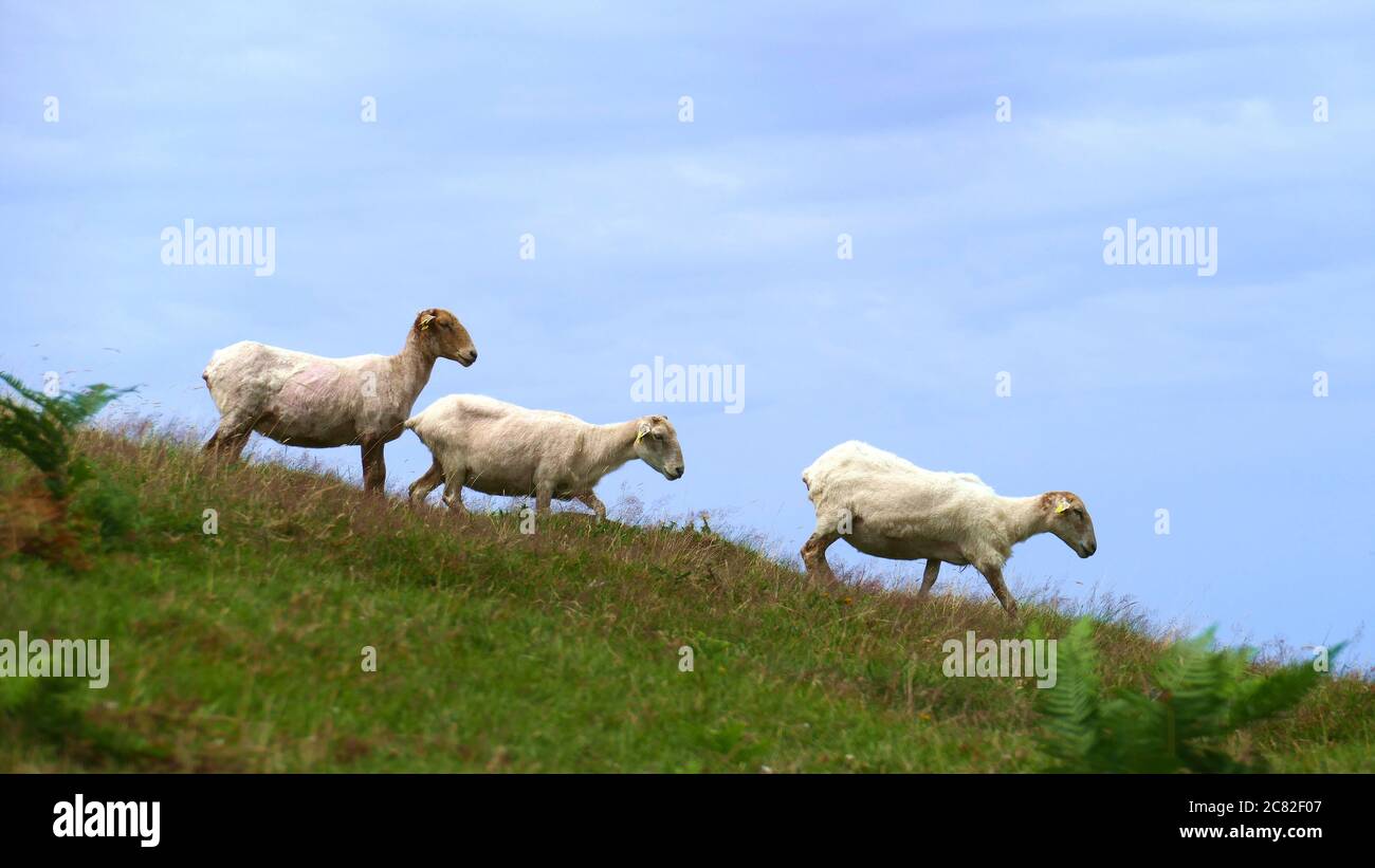 Sheep on the coast of the Cantabrian Sea. Mount Jaizkibel. Basque ...