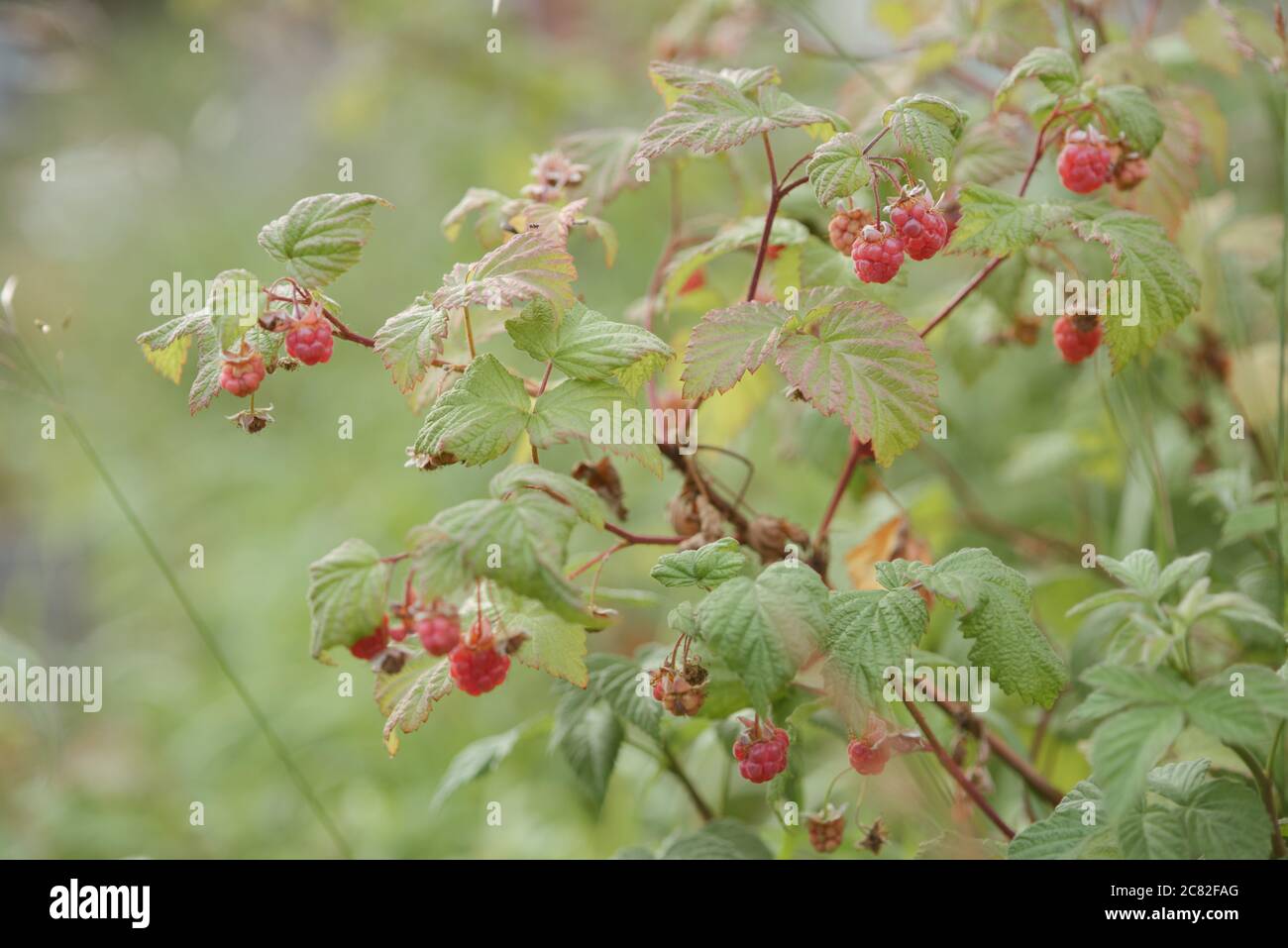 Ripe raspberries leaf in hi-res stock photography and images - Alamy