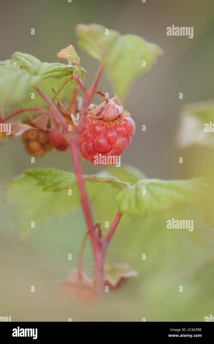 Ripe raspberries leaf in hi-res stock photography and images - Alamy