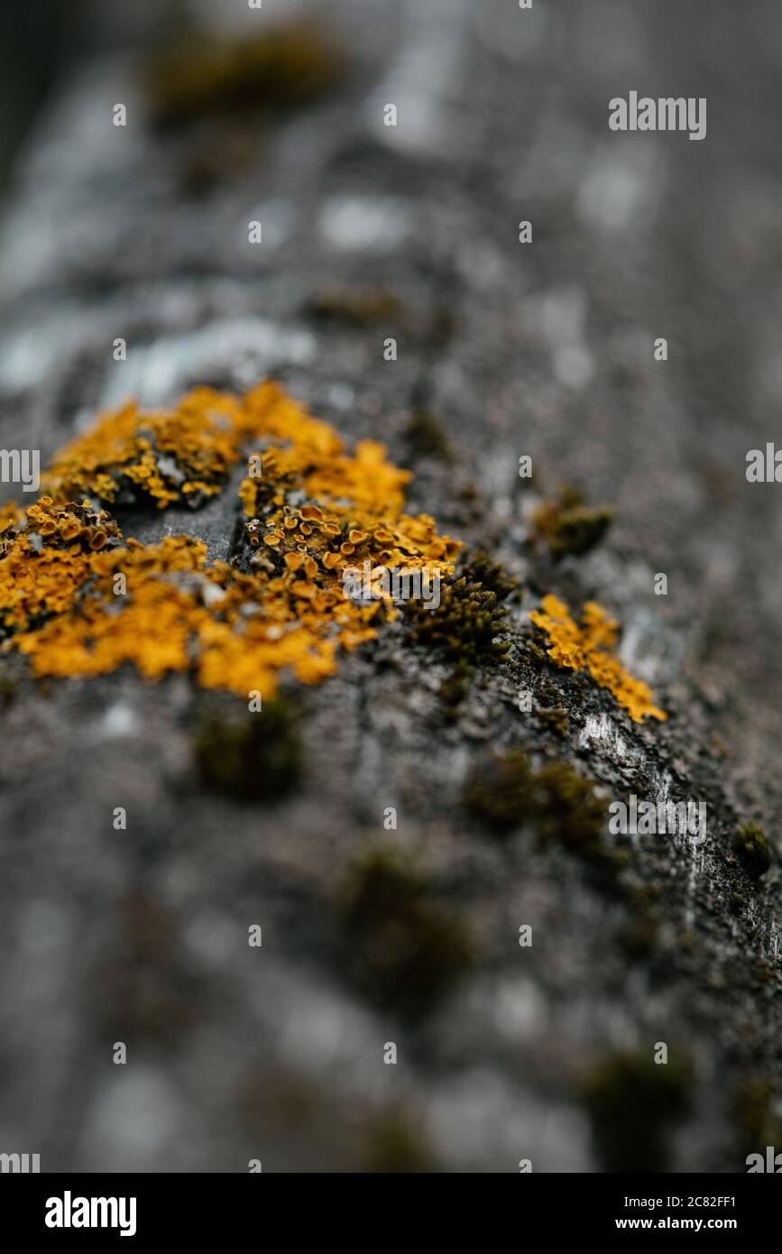 Moss microscope hi-res stock photography and images - Alamy