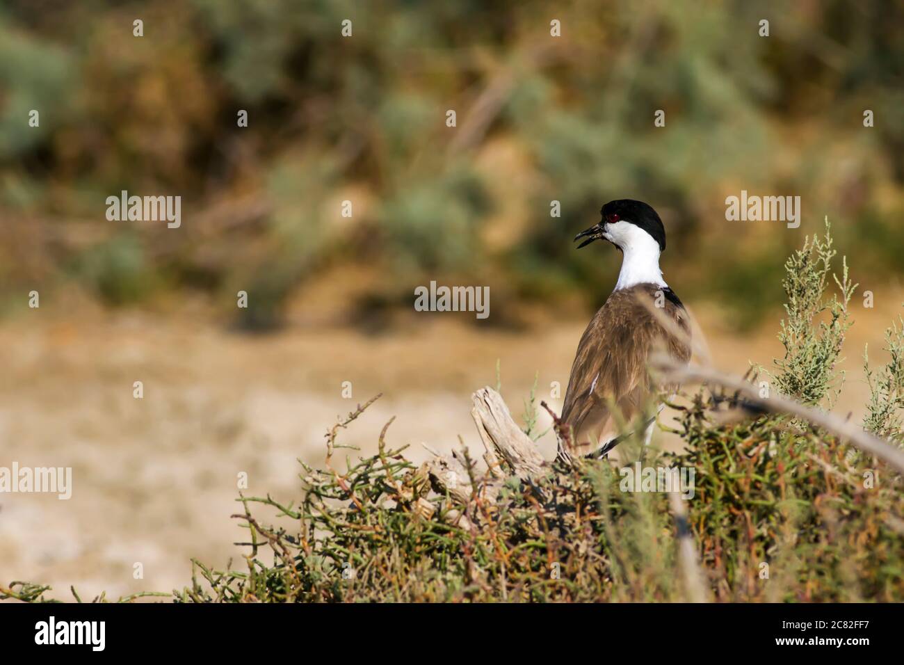 Cute bird. Spur winged Lapwing. Vanellus spinosus. Nature background ...