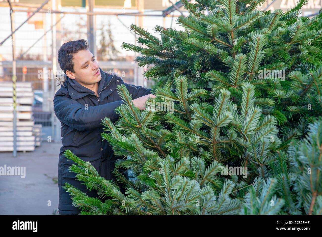 young man chooses a Christmas tree on the market Stock Photo - Alamy