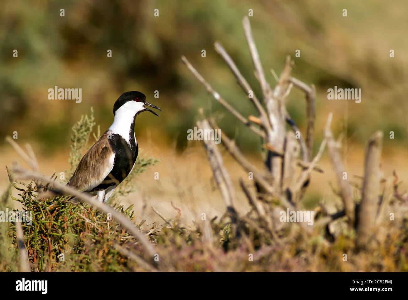 Cute bird. Spur winged Lapwing. Vanellus spinosus. Nature background ...