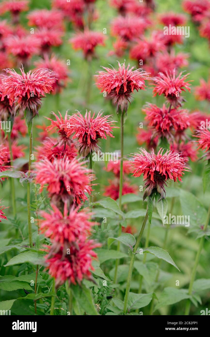 Nature flora wild horticulture garden blooms spring hi-res stock ...