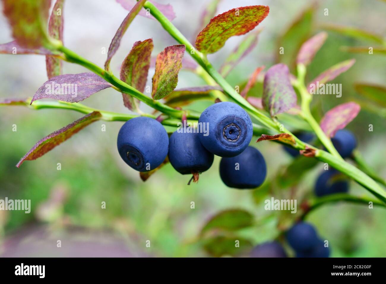 ripe blueberries in the forest, in Nuuksio national park in Finland ...