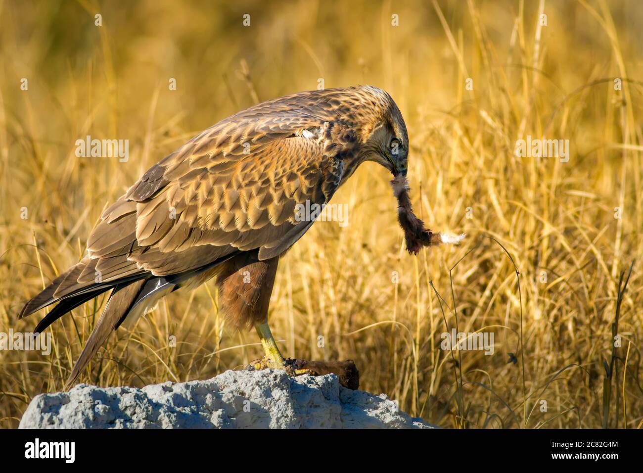 Bird of prey. Buzzard and its hunt Least Weasel. Yellow nature habitat background. Bird: Long ...