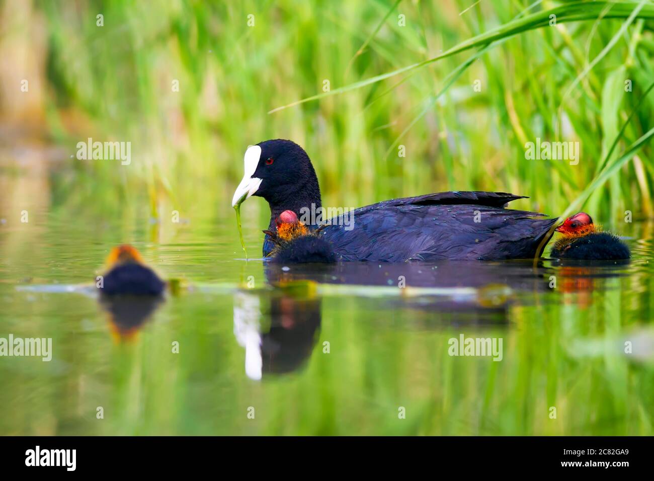 Water nature and birds. Colorful nature background Stock Photo - Alamy