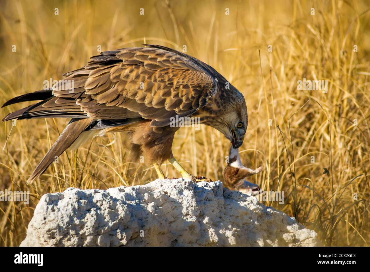 Bird of prey. Buzzard and its hunt Least Weasel. Yellow nature habitat ...