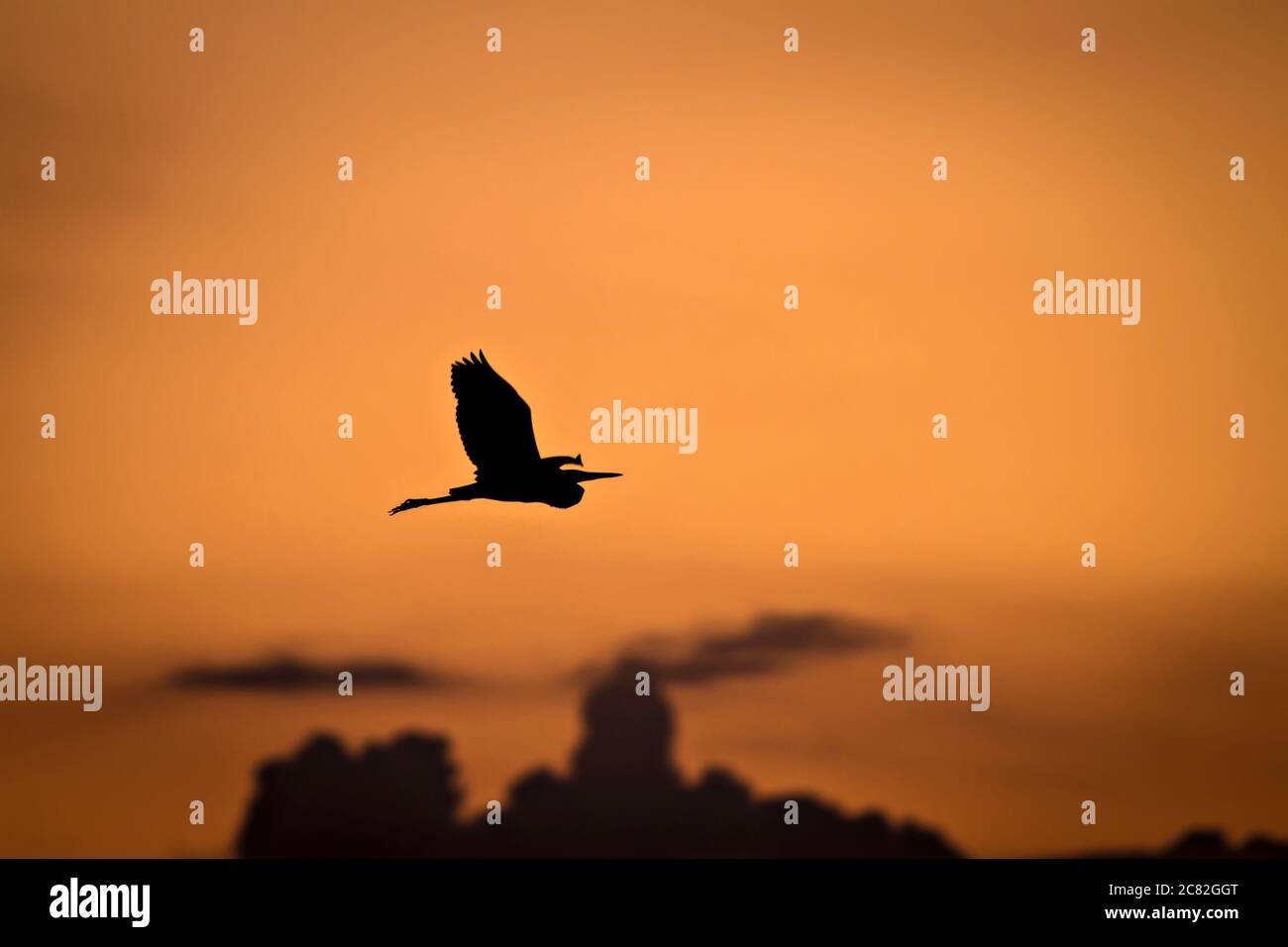 Sunset nature and birds. Sunset colors background Stock Photo - Alamy