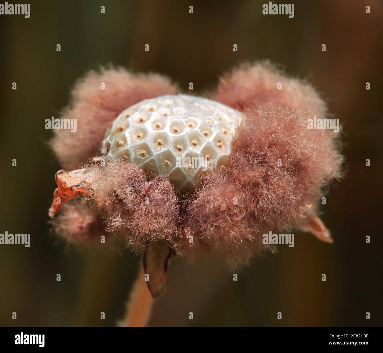 South african capeweed hi-res stock photography and images - Alamy