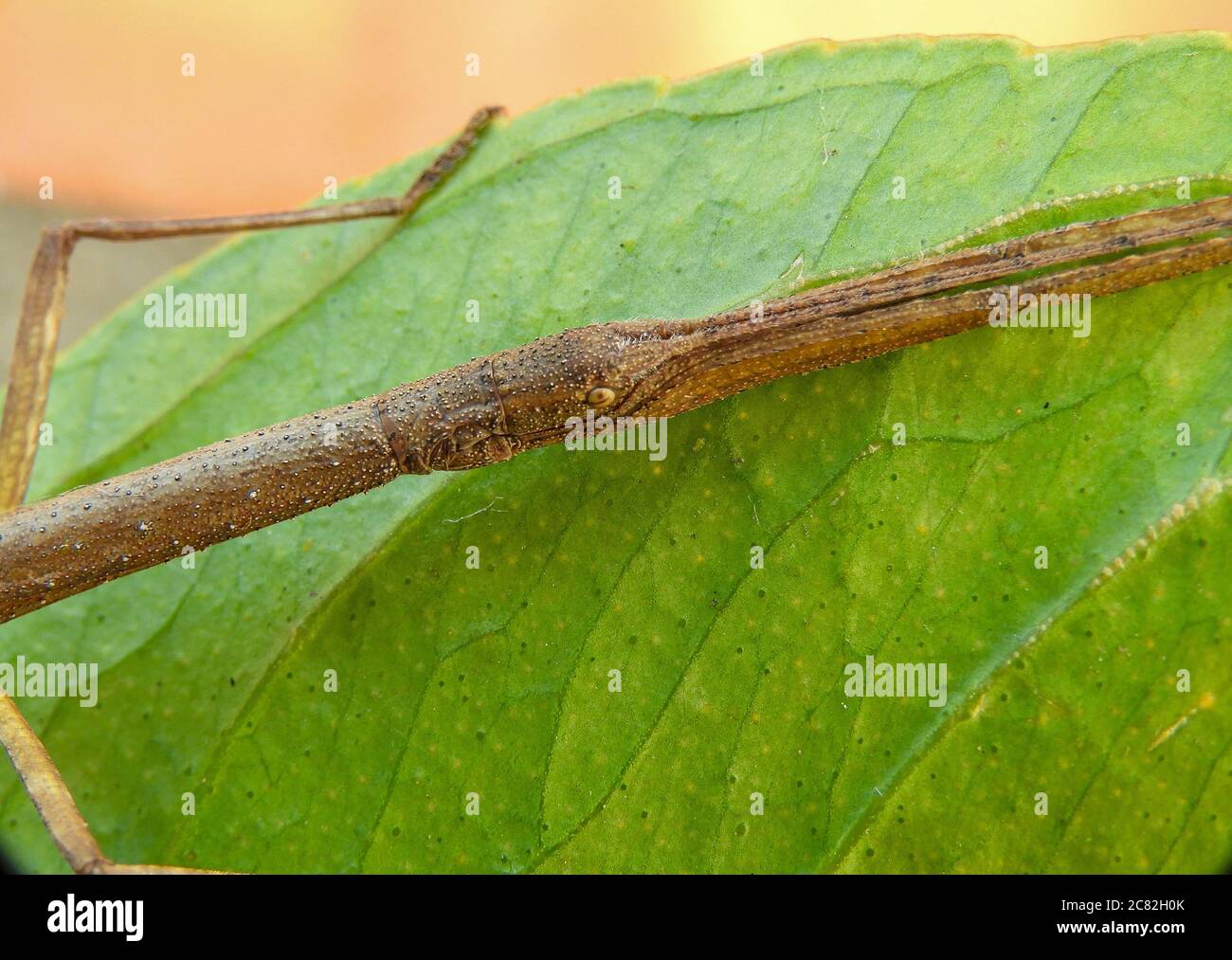 Stick bug australia hi-res stock photography and images - Alamy