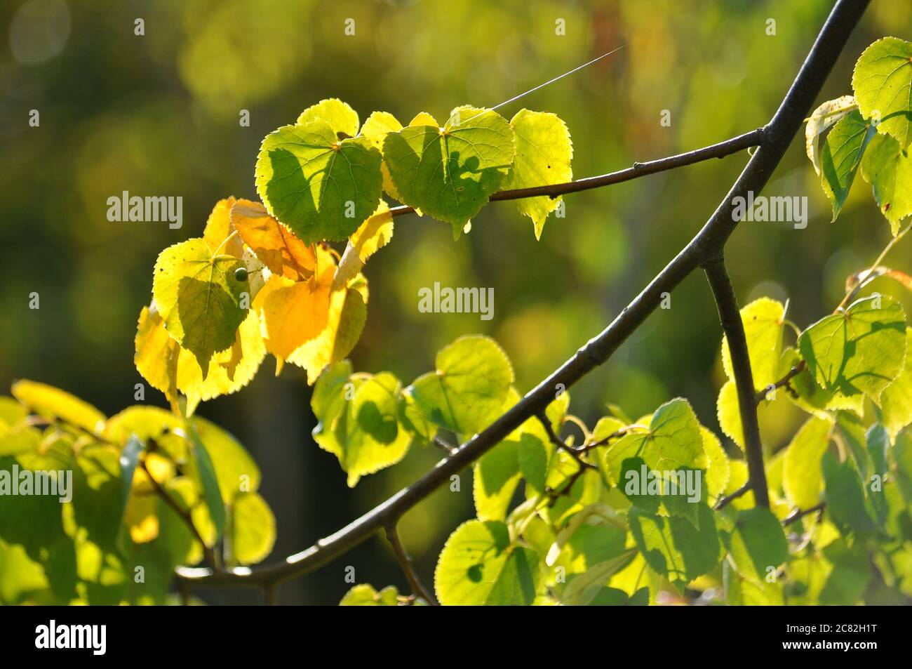 Autumn leaves of an alder tree on a sunny day Stock Photo - Alamy