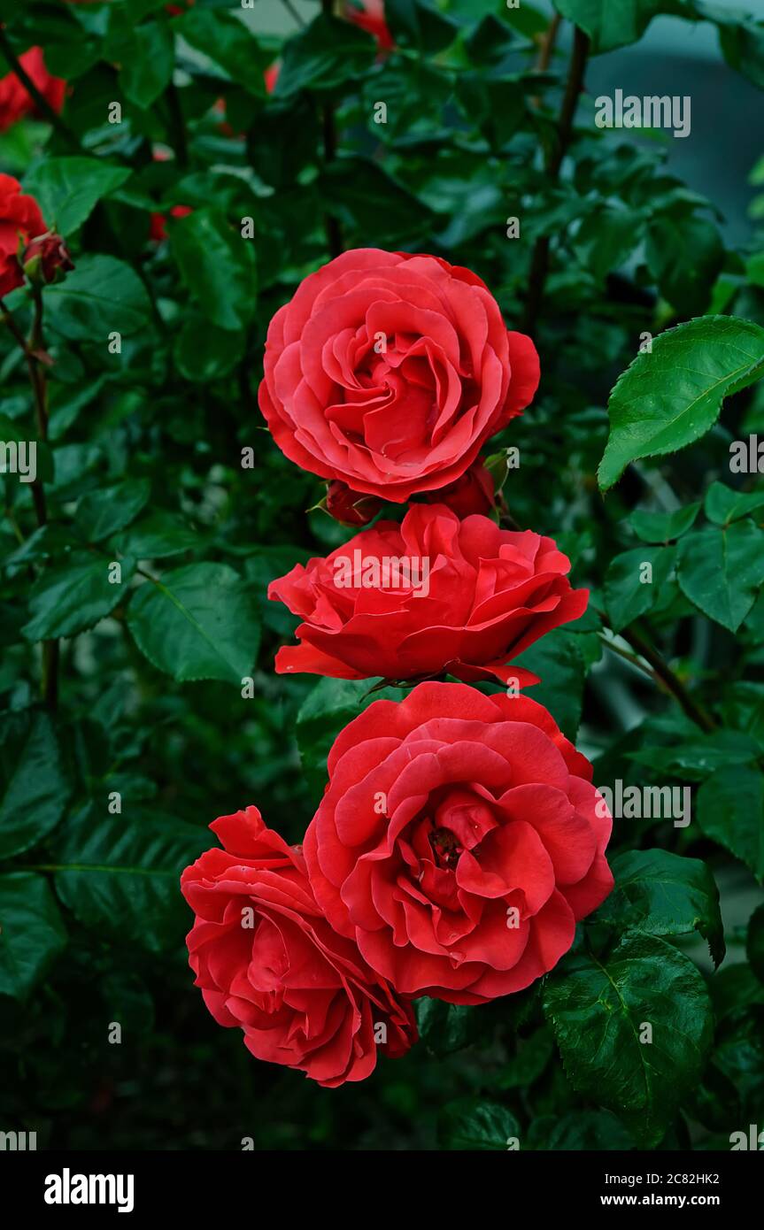 Rose GRANDHOTEL 'Mactel', red flowers, roses on a muted background ...