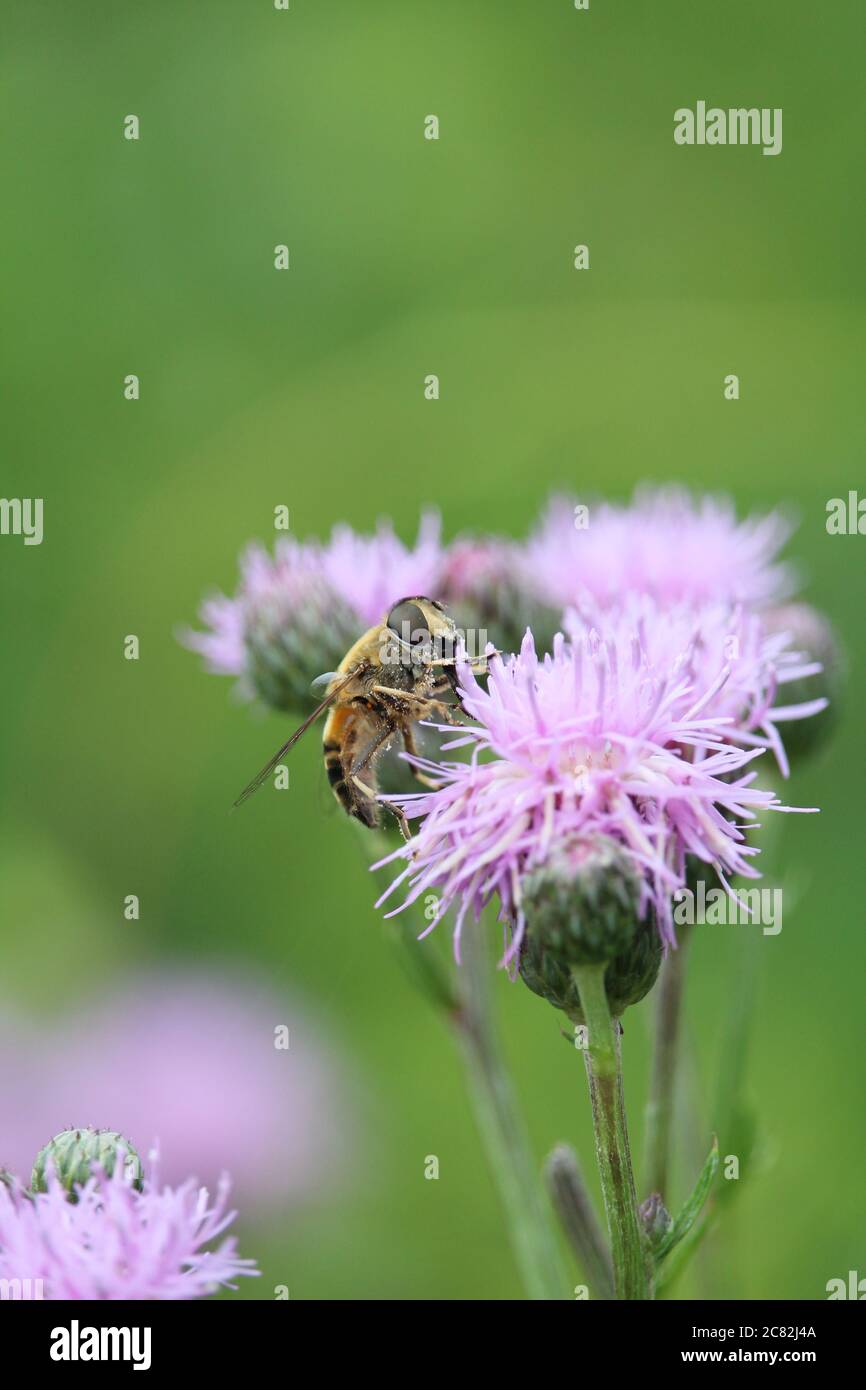 Closeup shot of a bee on a thistle plant Stock Photo - Alamy