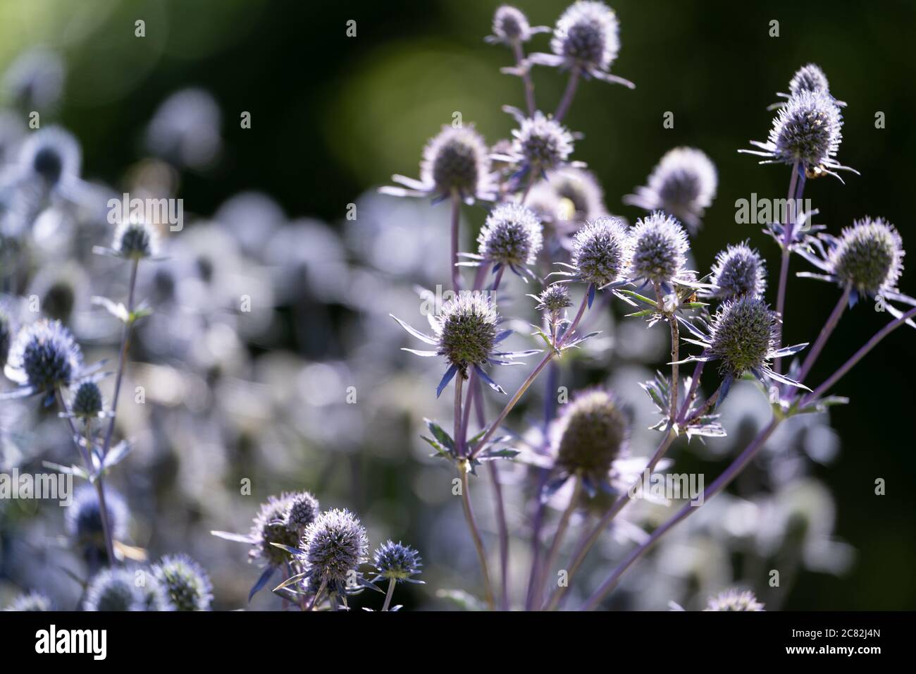 Blue thistle hi-res stock photography and images - Alamy