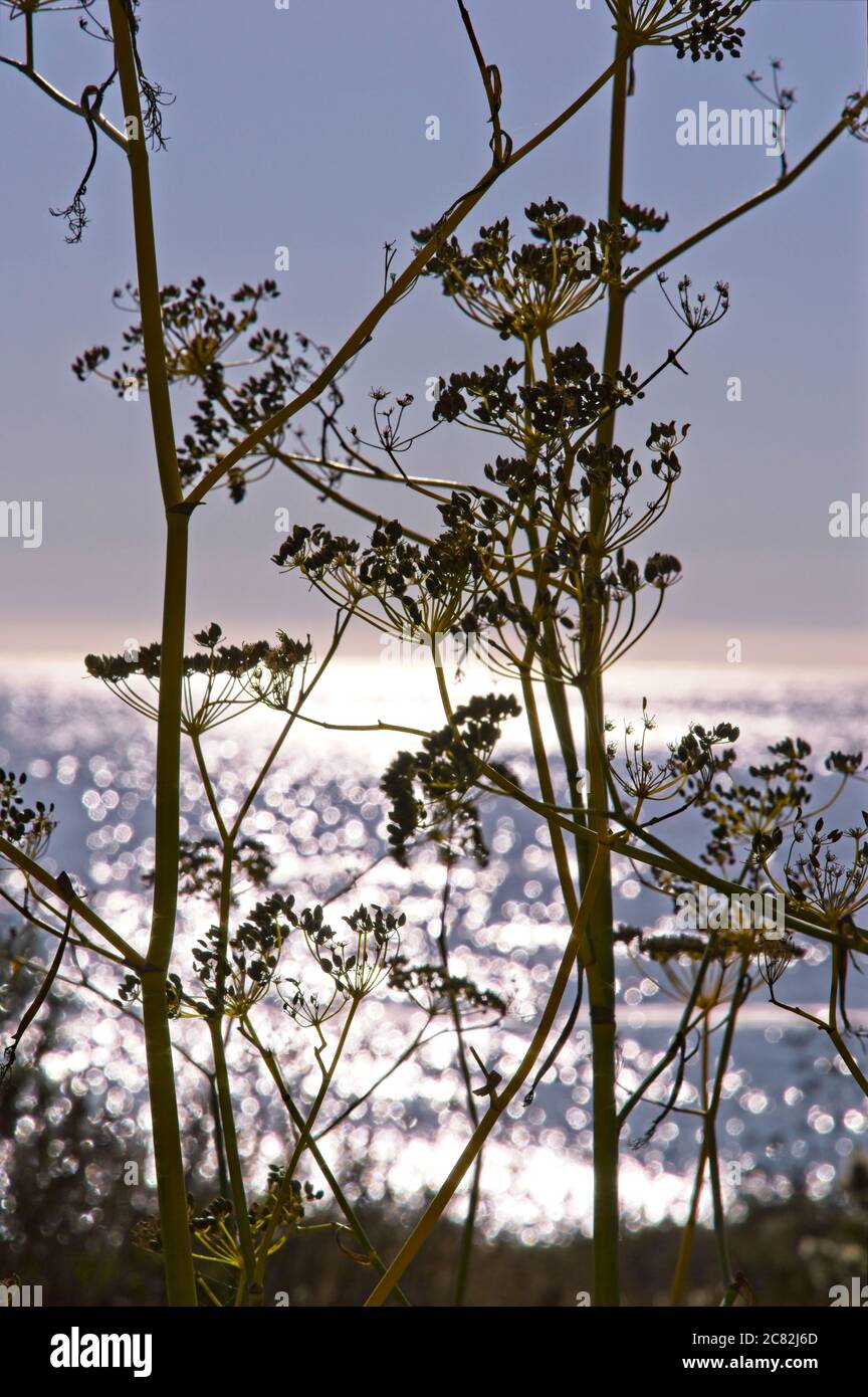 Water waves and surf along the California coast highway, The Cabrillo ...