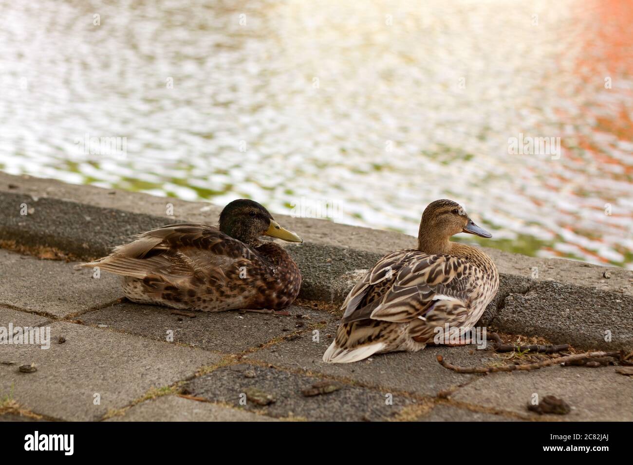 Beautiful shot mallards pond hi-res stock photography and images - Alamy