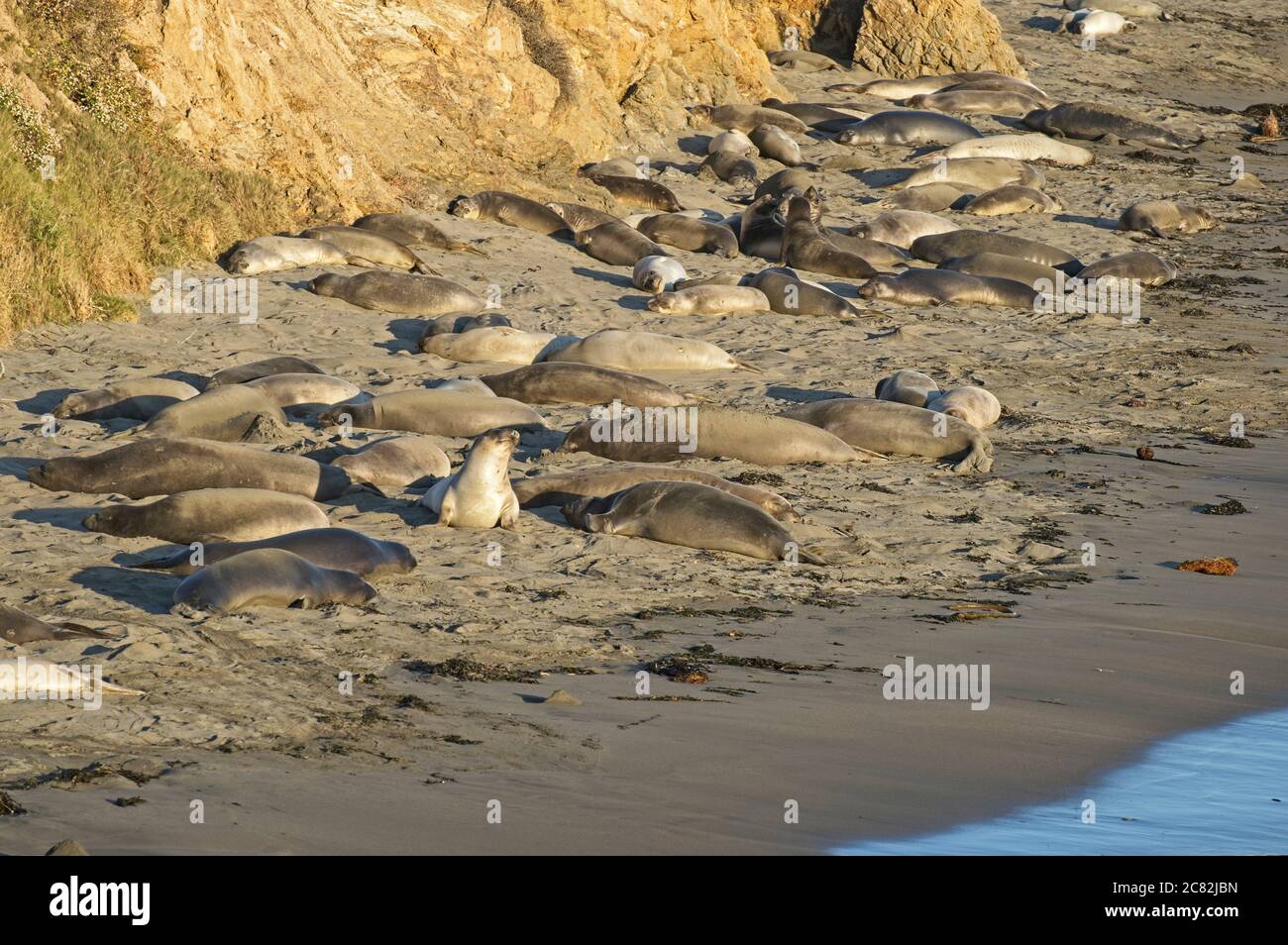 Pod of seals hi-res stock photography and images - Alamy