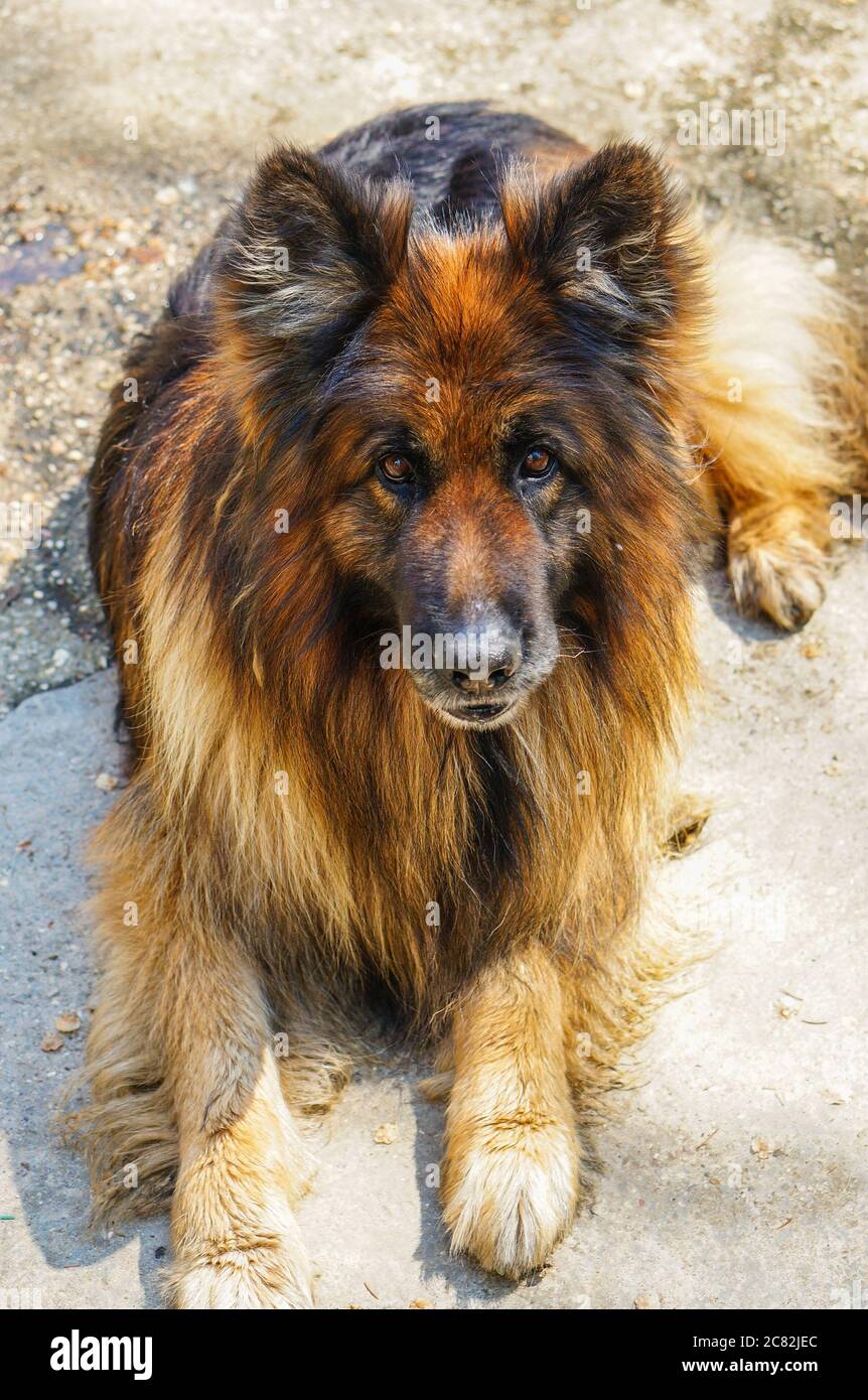 Closeup shot of a fluffy German Shepherd lying quietly on the ground ...