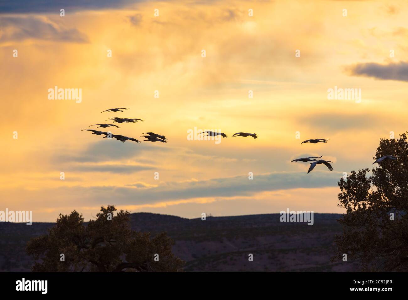 Bosque del apache sunset tree hi-res stock photography and images - Alamy