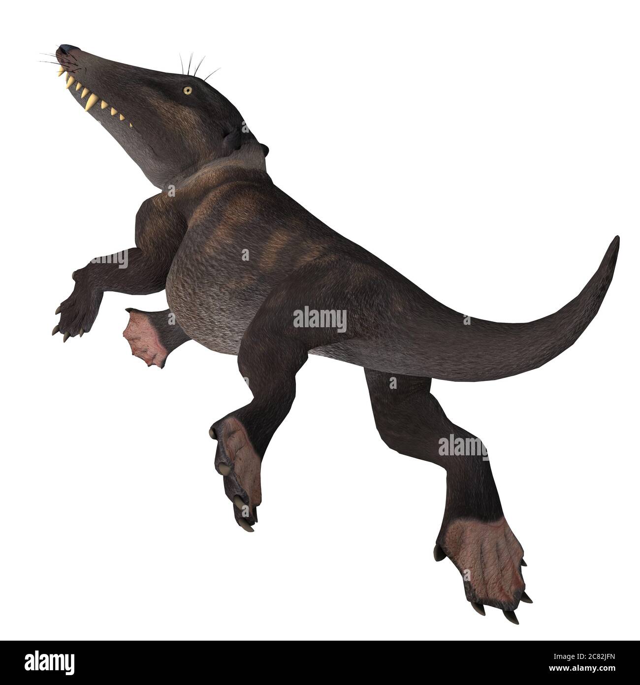 Ambulocetus natans illustration hi-res stock photography and images - Alamy