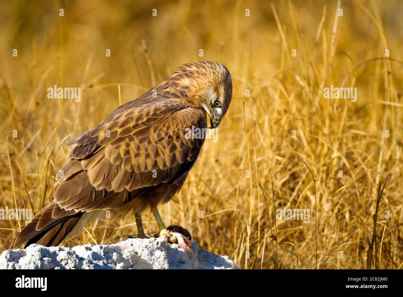 Bird of prey. Buzzard and its hunt Least Weasel. Yellow nature habitat background. Bird: Long ...