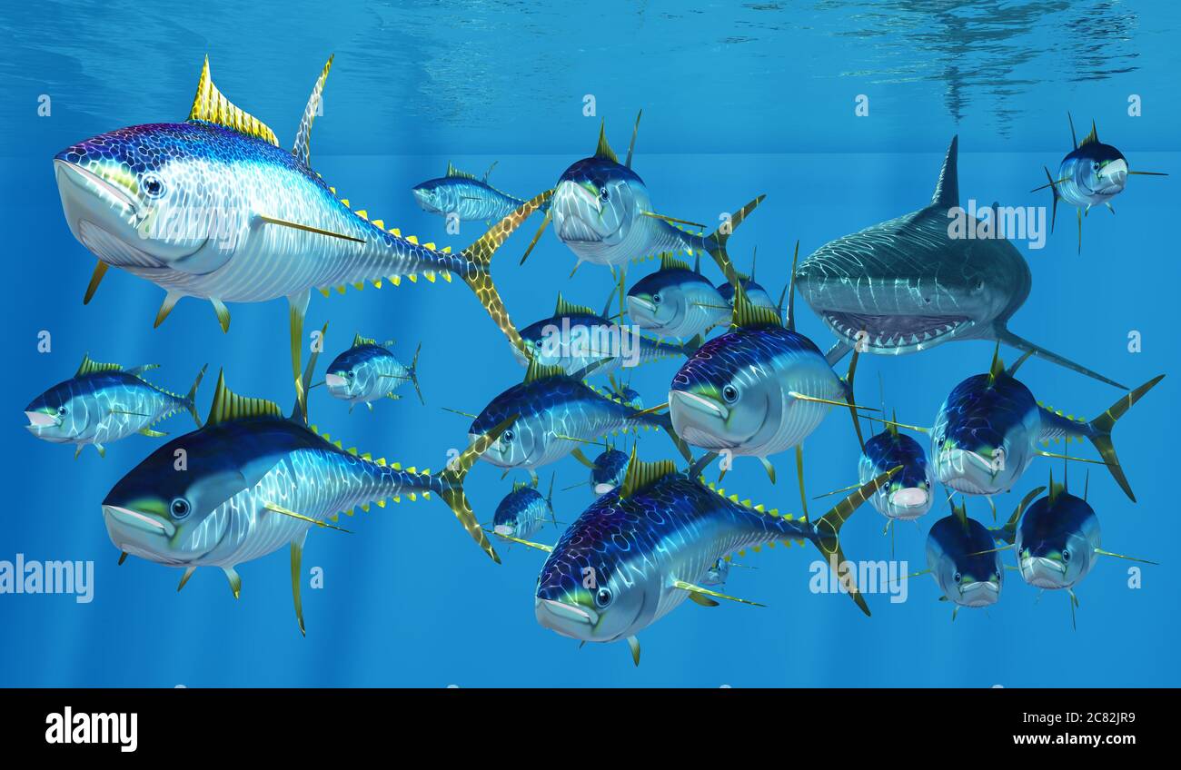 Yellowfin Tuna swim like torpedoes to get away from a Tiger Shark ...