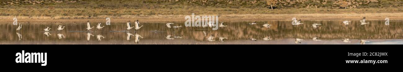 A composite image of a pair of Sandhill Cranes, Antigone canadensis ...