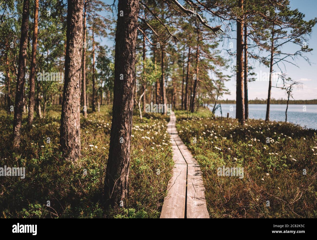 Footpath in a forest near the lake at daytime Stock Photo - Alamy