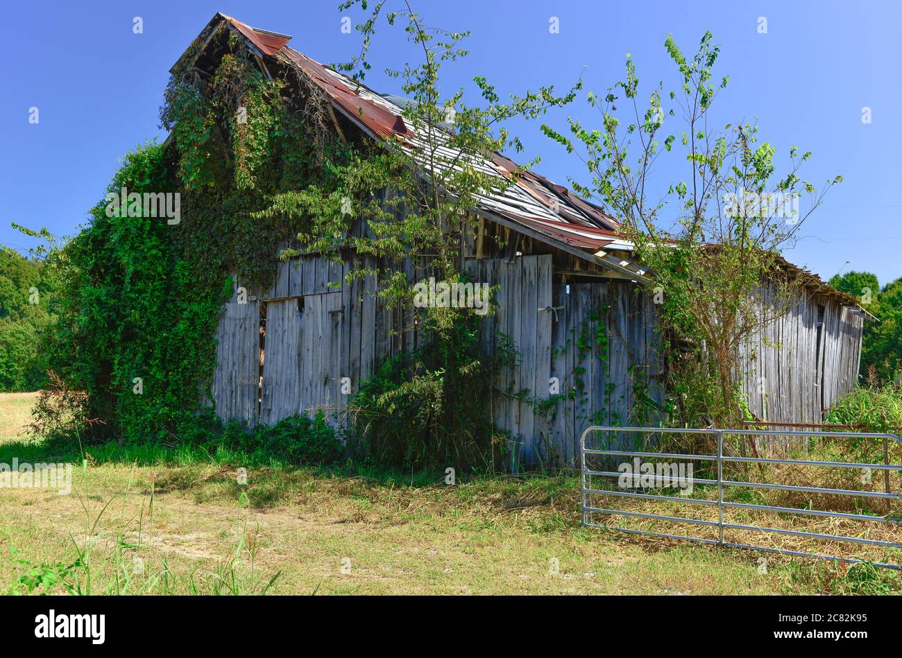 Kudzu vines climbing to overtake an old abandoned wooden barn with tin ...