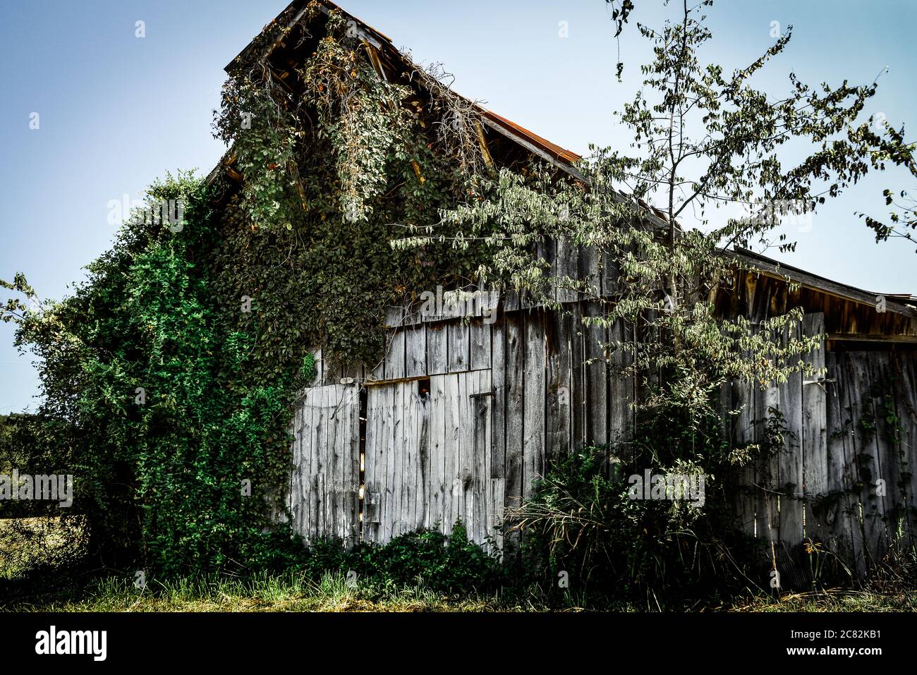 Kudzu hi-res stock photography and images - Alamy