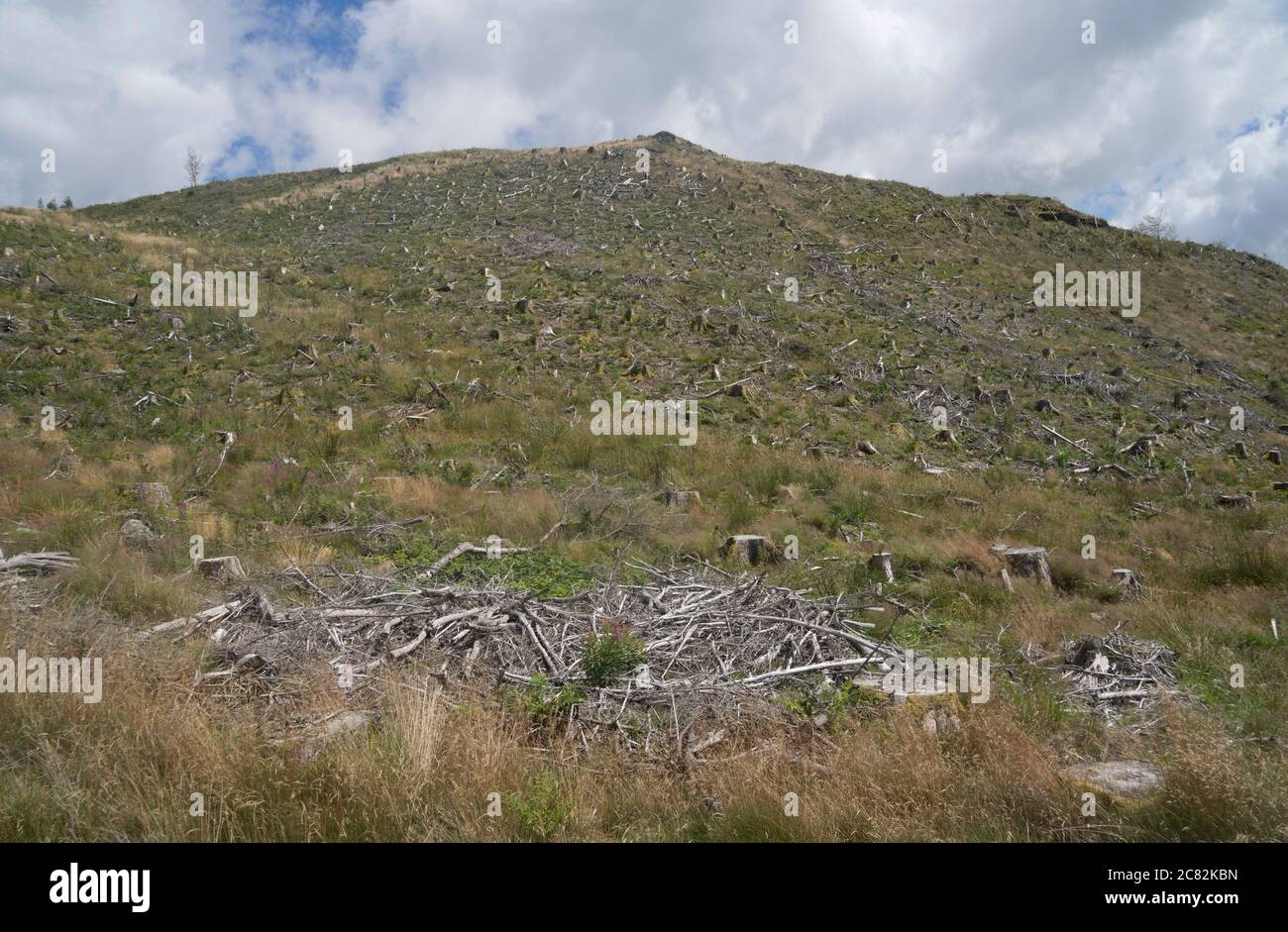 Hafod forest hi-res stock photography and images - Alamy