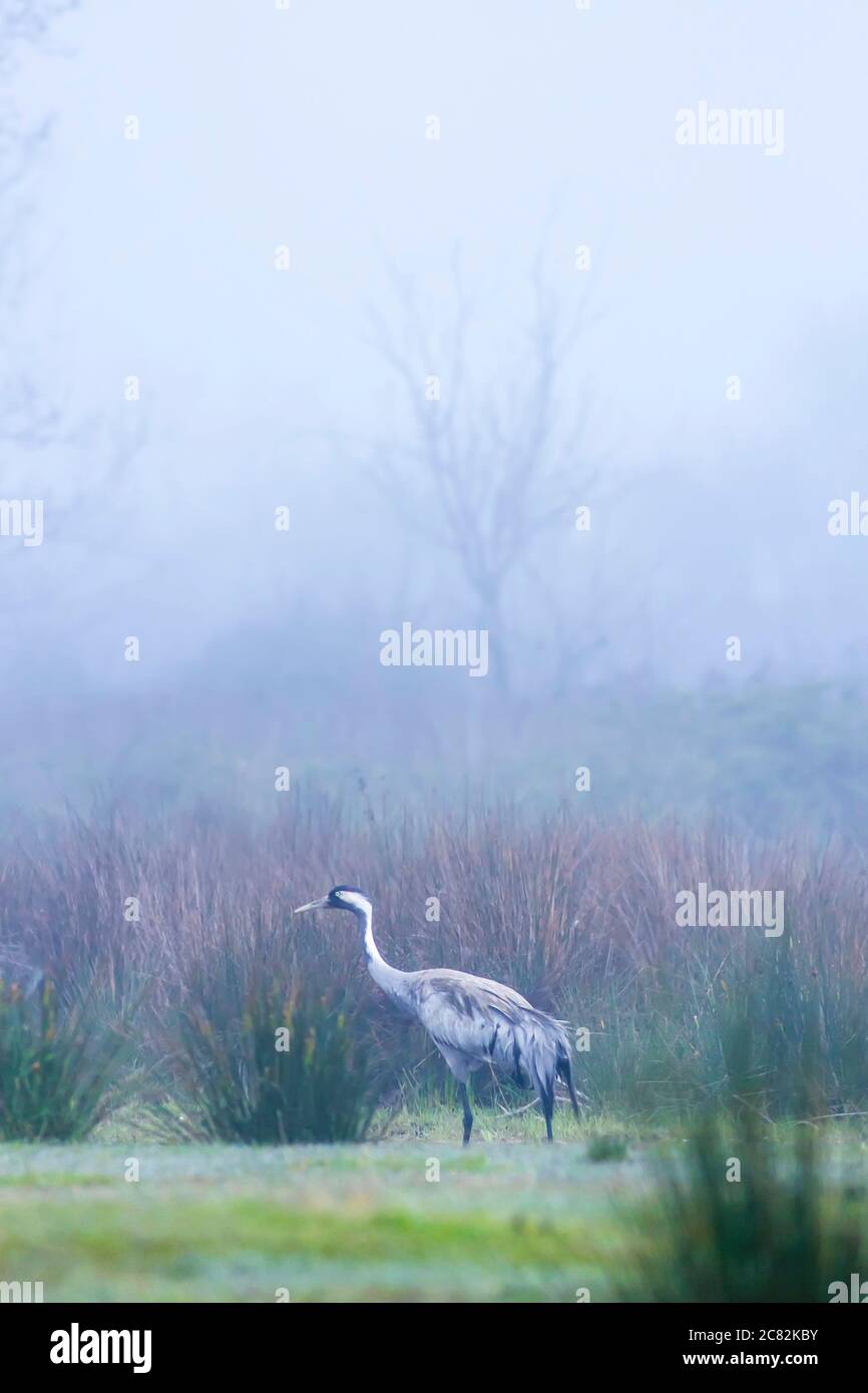 Crane. Nature habitat background. Bird: Common Crane. Grus grus Stock ...