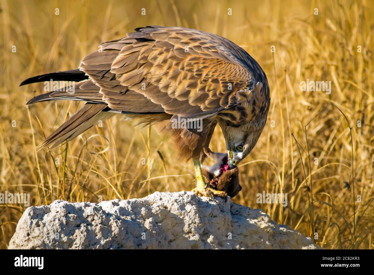 Bird of prey. Buzzard and its hunt Least Weasel. Yellow nature habitat ...