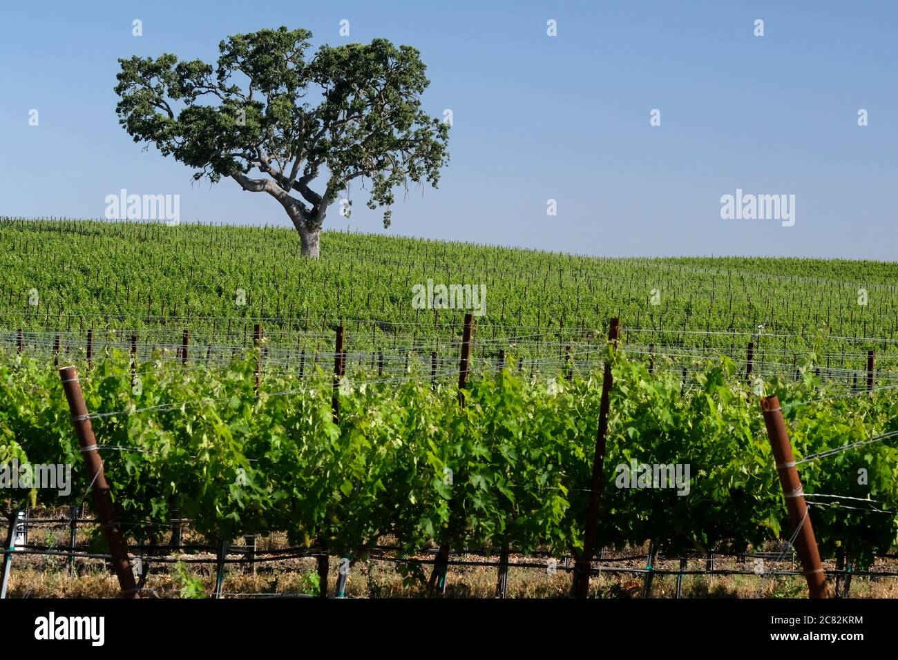 Coastal oak tree hi-res stock photography and images - Alamy