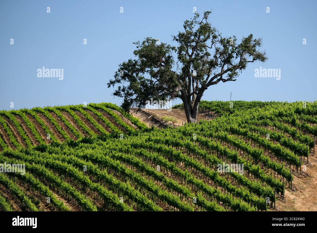 Single isolated coastal oak tree in a green summer vineyard in Paso ...