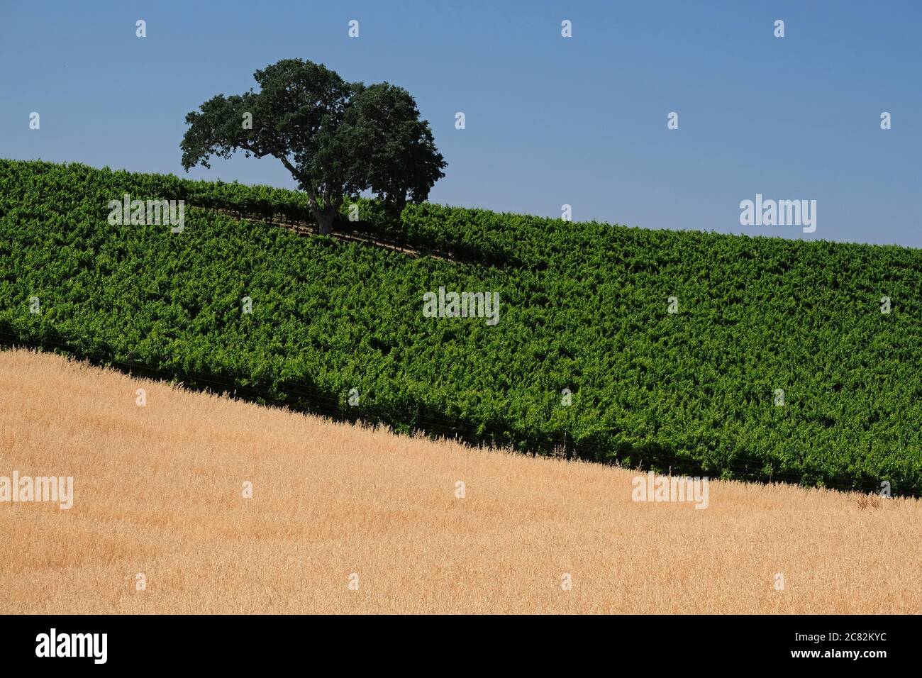 two tones of green vines and brown grass with a single oak tree in a ...