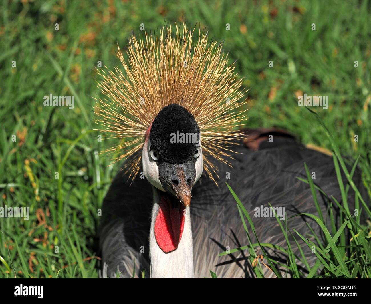 portrait of Grey Crowned Crane (Balearica regulorum) showing glittering ...