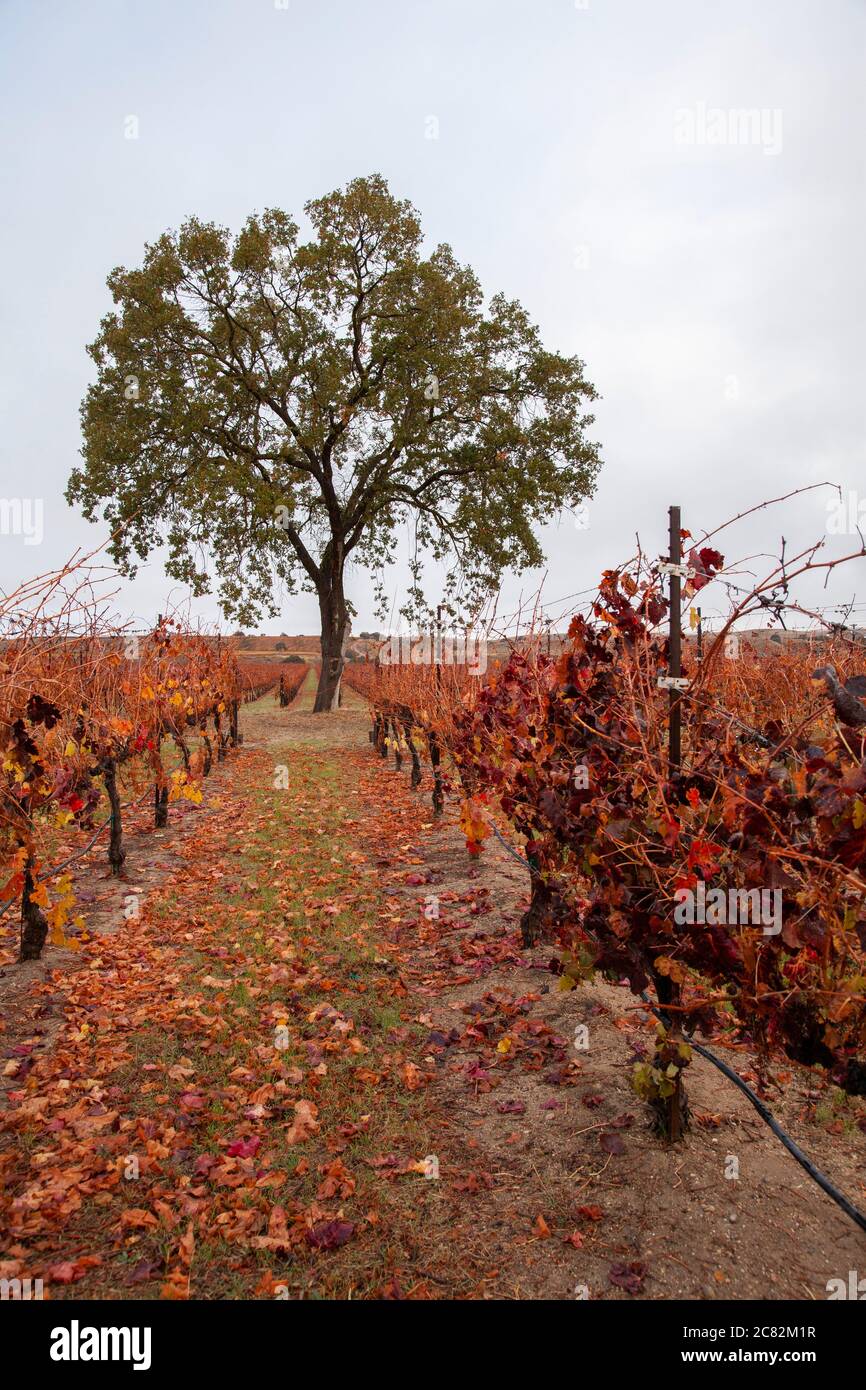 Tree vines hi-res stock photography and images - Alamy