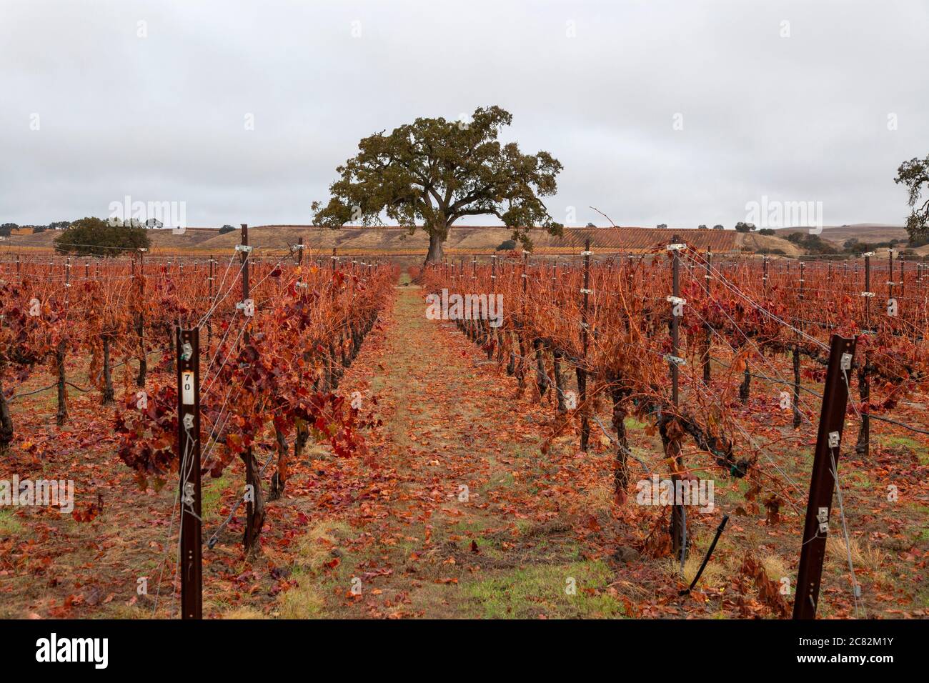 Tree vines hi-res stock photography and images - Alamy