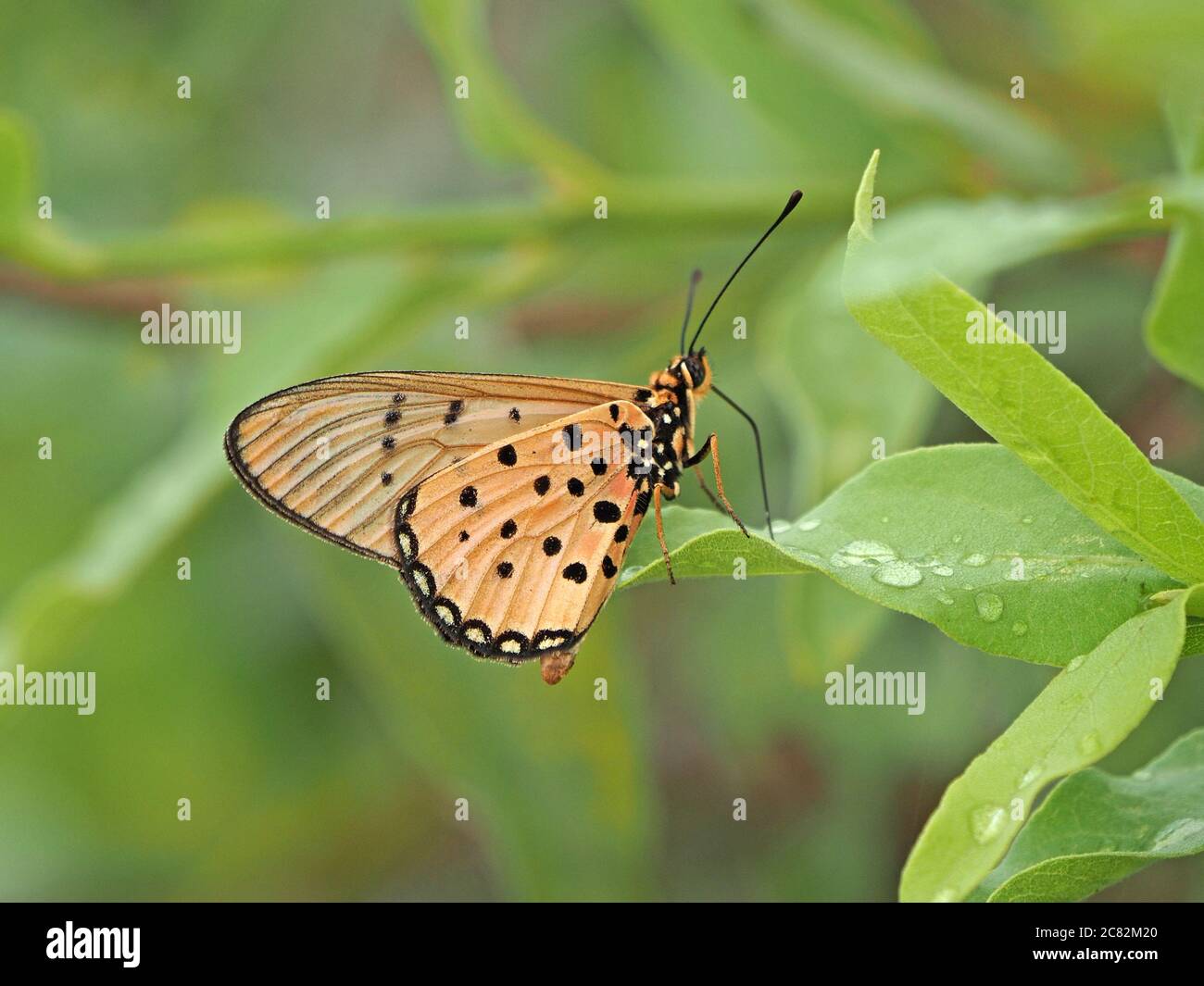exotic African male Fiery Acraea butterfly (Acraea acrita manca) sips ...