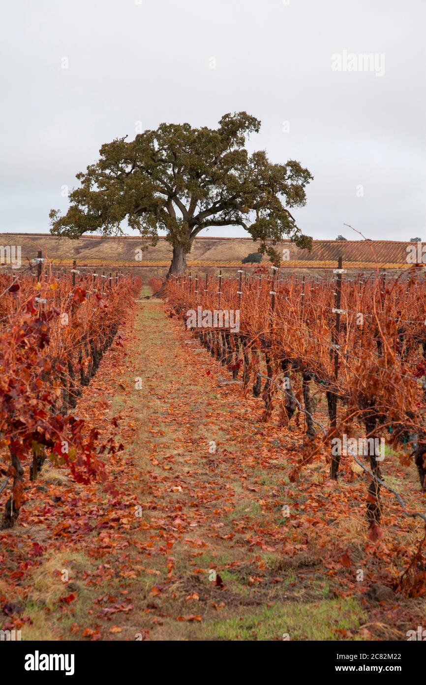 Oak tree central coast california hi-res stock photography and images ...