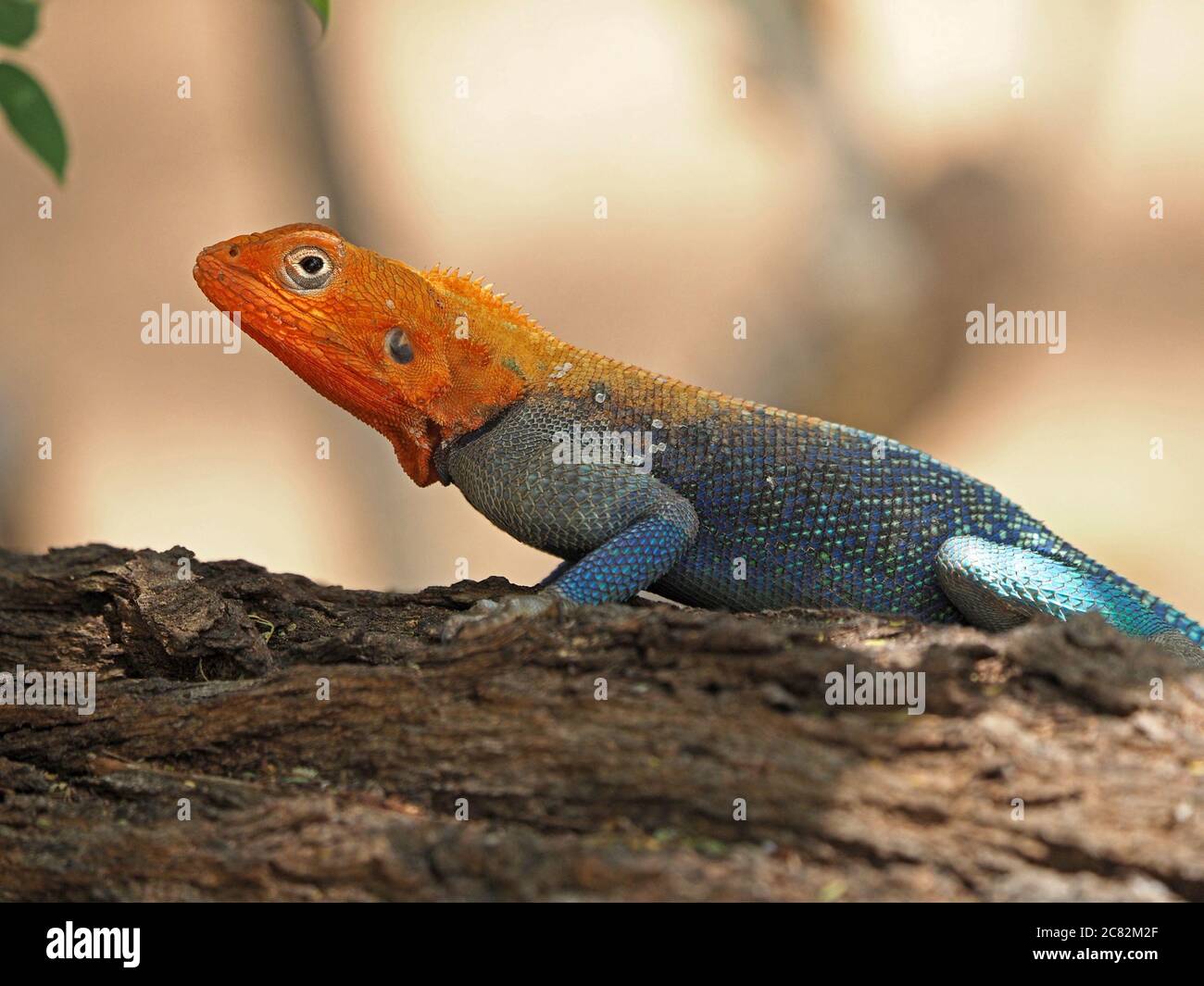 Red Headed Rock Agama High Resolution Stock Photography and Images - Alamy