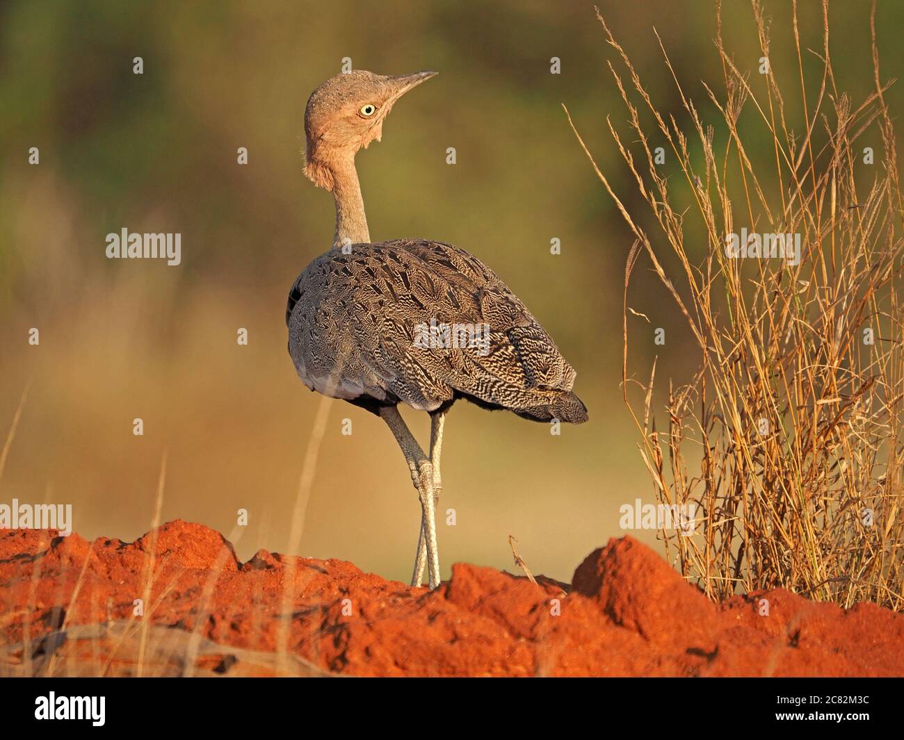 Buff Crested Bustard (Lophotis gindiana) with detailed cryptic plumage ...