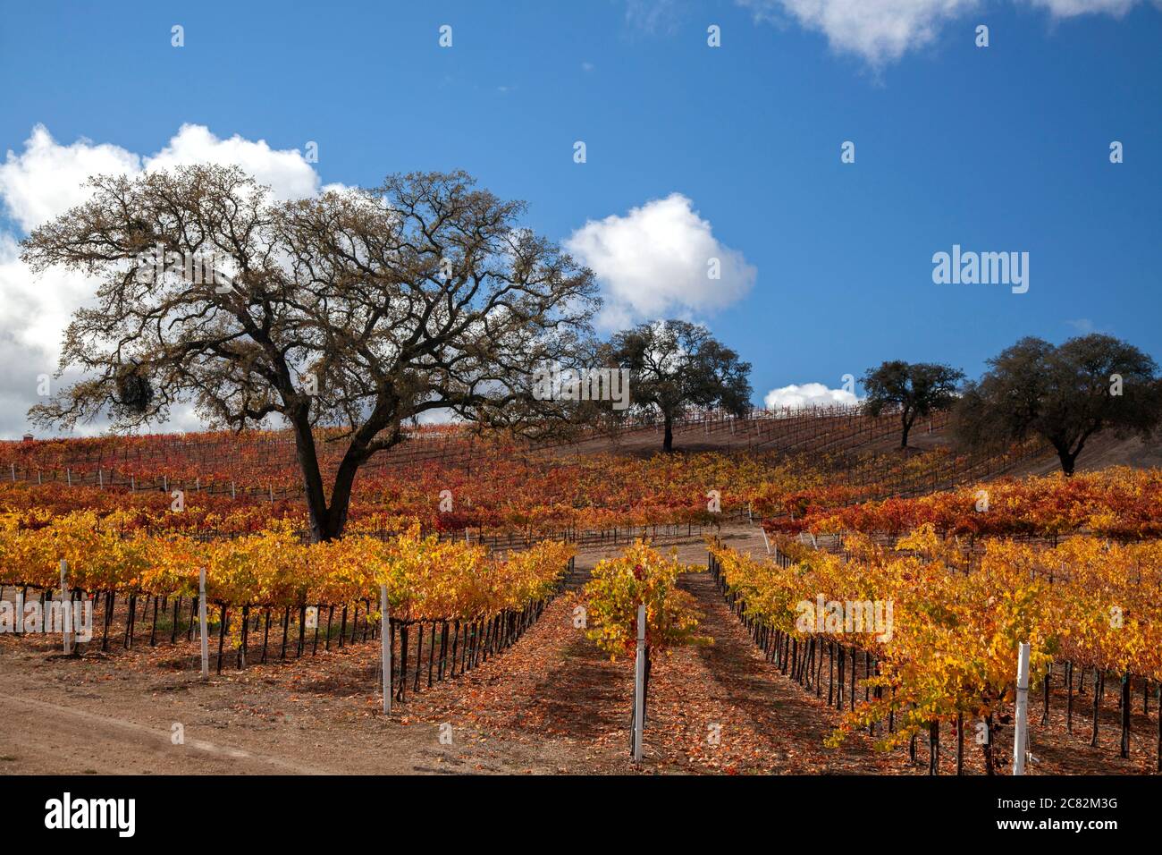 Wine grape vines turn red and gold in the fall among the oak trees in ...