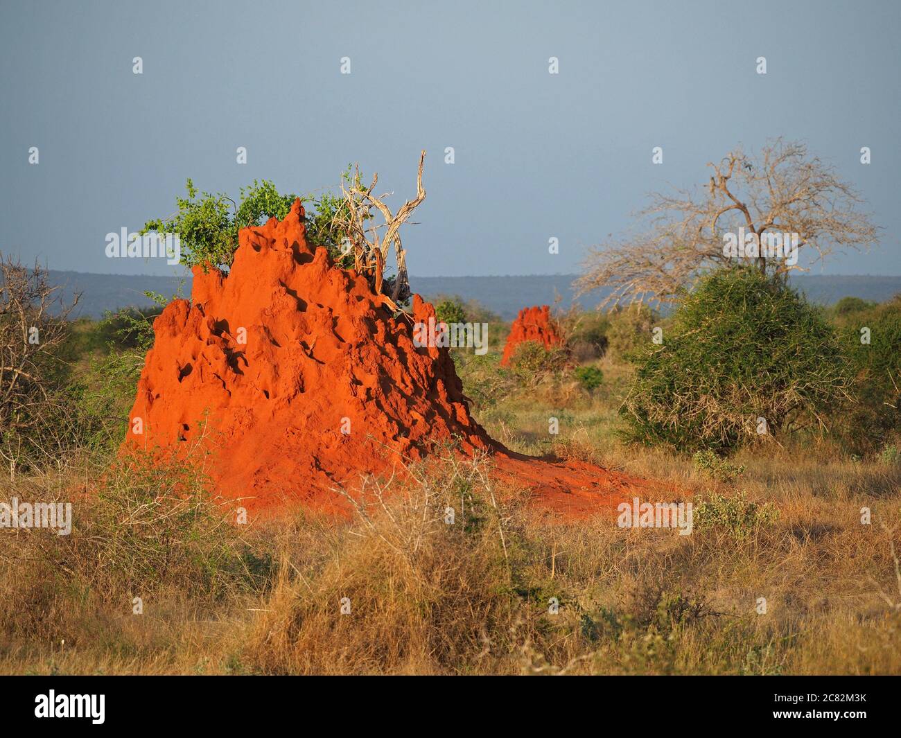 Termite queen hi-res stock photography and images - Alamy