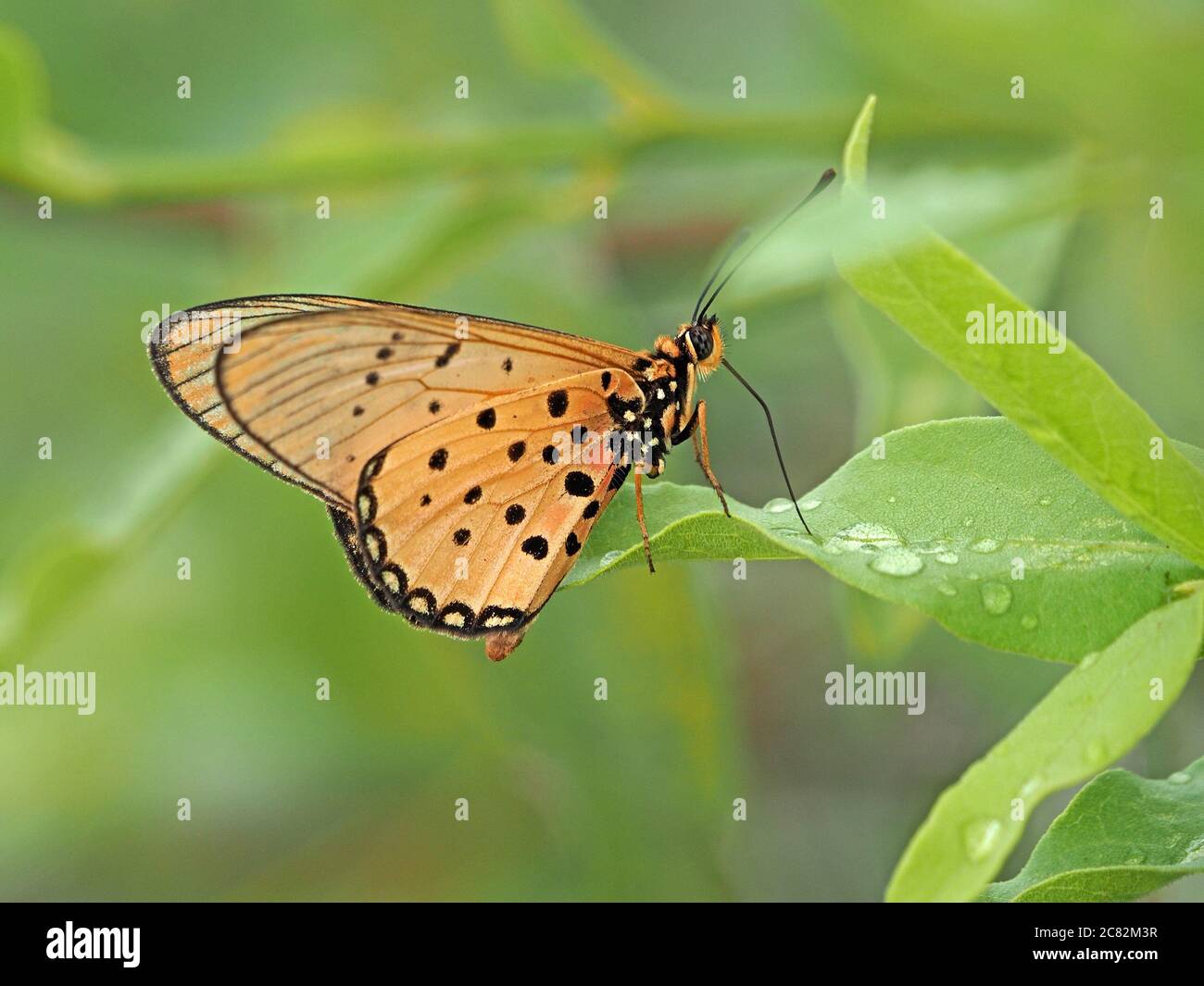 exotic African male Fiery Acraea butterfly (Acraea acrita manca) sips ...