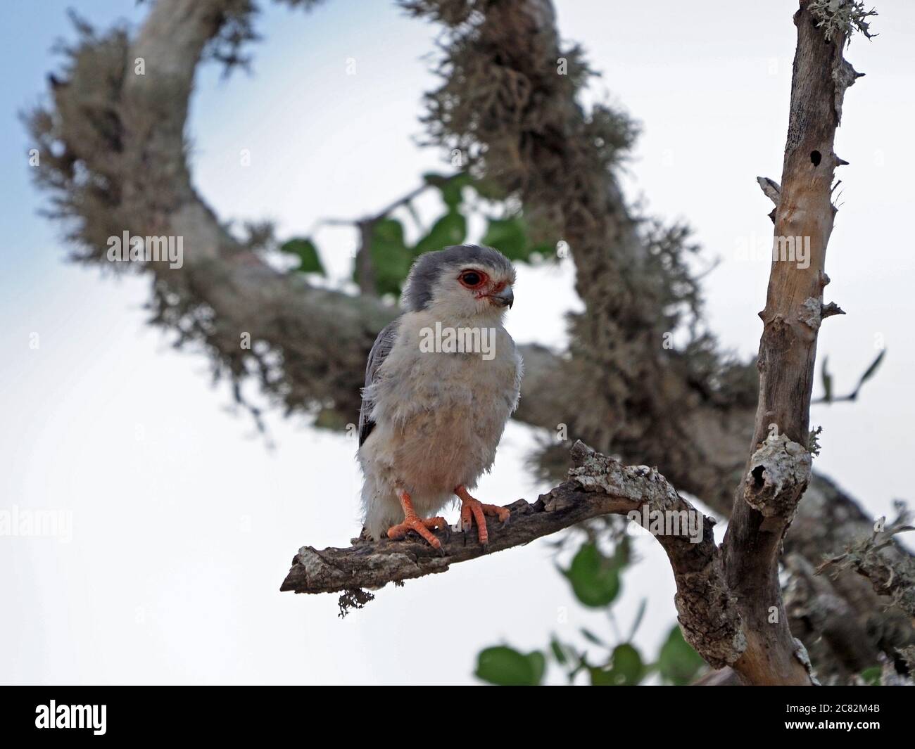 adult Male African Pygmy Falcon (Polihierax semitorquatus) perched in ...